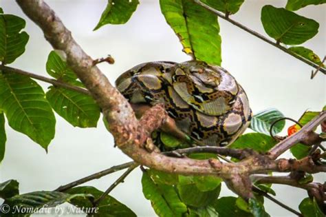Borneos Danum Valley Sabahs Sanctuary • Nomadic By Nature