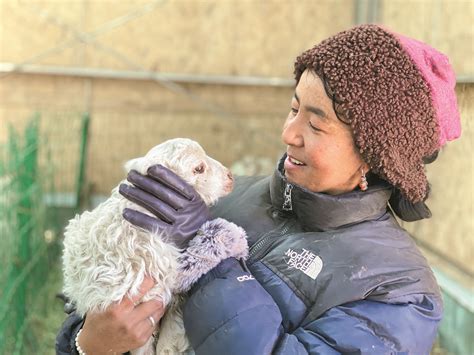 青海日报数字报 共和备足口粮 牲畜过暖冬