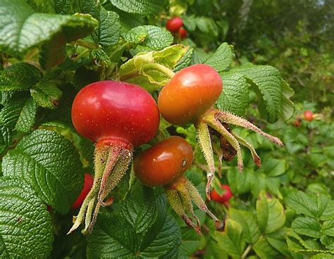 Orrell Water Park 18th August 2013 The Naturalists Notebook