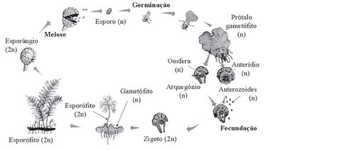 Uefs 2017 1 Ciclo De Vida Das Pteridófitas