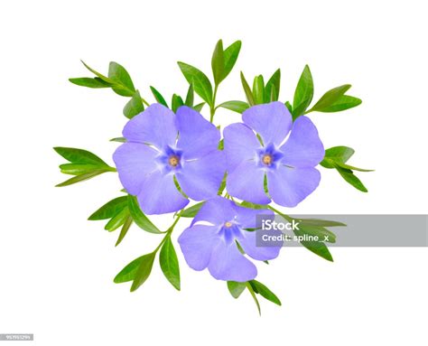 Vinca 또는 대 수리입니다 흰색 배경에 고립 0명에 대한 스톡 사진 및 기타 이미지 0명 4월 꽃 나무 Istock