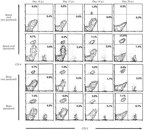 Facs Analysis Of The Mononuclear Cells Infiltrating In The Brain And Download Scientific
