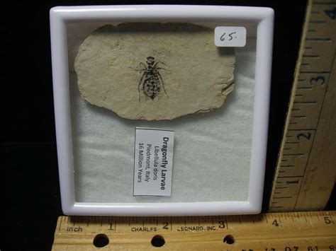 Fossilized Dragonfly Larvae 110723e The Stones And Bones Collection