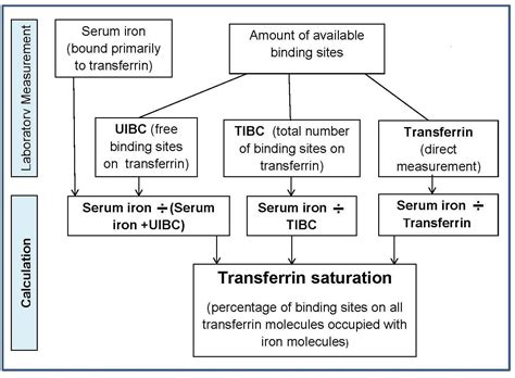 146 Serum Iron Tibc Trans­ferrin And Trans­ferrin Satu­ration 17