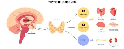 What Are Tropic Hormones And Why They Are Important