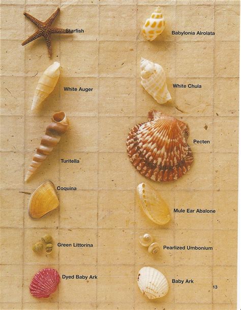 Shell Glossary Types Of Seashells Explained