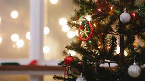 Pohon Natal Asli Vs Palsu Mana Yang Lebih Baik Untuk Lingkungan