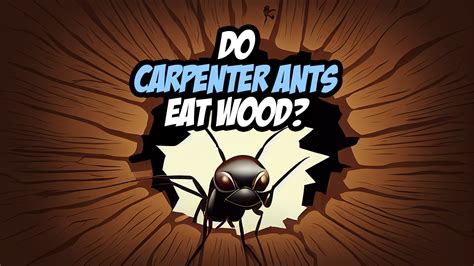Do Carpenter Ants Eat Wood Killroy Pest Control