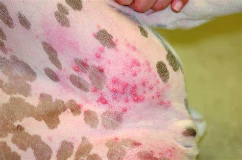 Superficial Bacterial Pyoderma In Dogs Vsl Veterinary Clinic