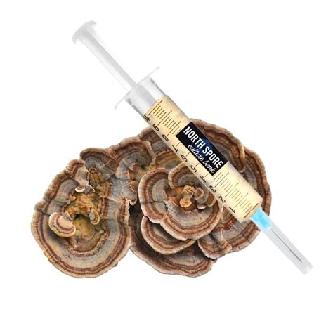 Turkey Tail Mushroom Liquid Culture Syringe North Spore