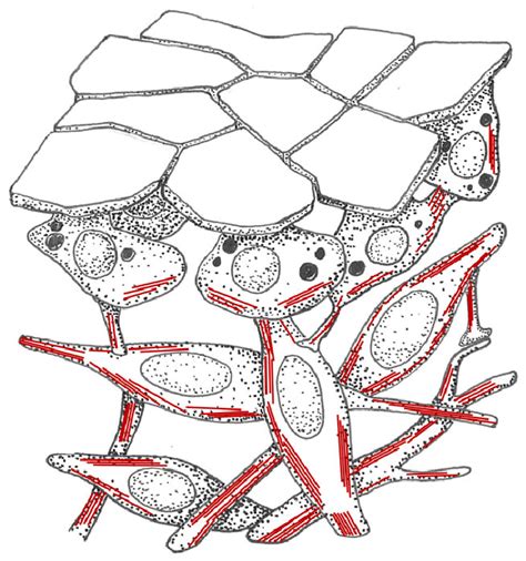Ectomesenchyme In Sponges Interconnected Contractile And Conductive