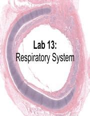 Comprehensive Guide to Respiratory System Lab | Course Hero