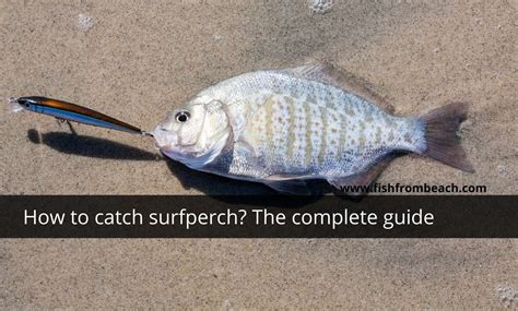 Surf Perch