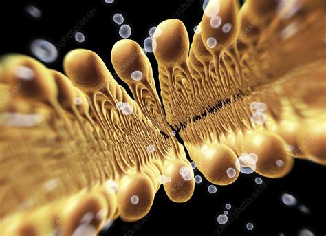 Cell Membrane Lipid Bilayer Artwork Stock Image F Science Photo Library