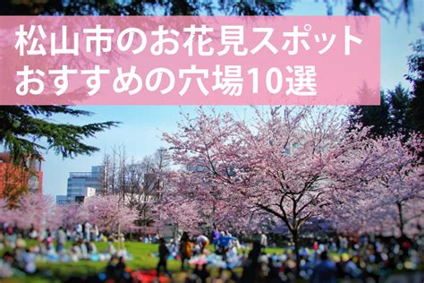松山市のお花見スポットおすすめの穴場10選and夜桜ライトアップも！ マチハック愛媛版
