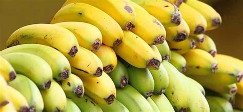 Are Bananas Good For Weight Loss Healthsomeness