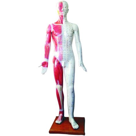 Cat Acupuncture Model Bismillah Scientific Co