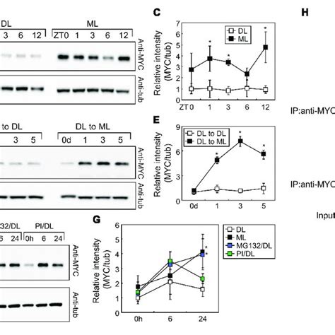 Absorption And Emission Spectra Of Icg And Ir 1061 2 µgml Of Each Dye