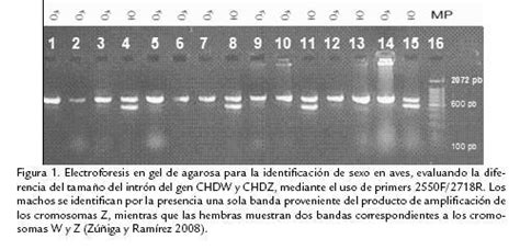 DeterminaciÓn De Sexo En Aves Mediante Herramientas Moleculares