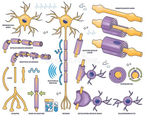 Myelin Sheath Layer For Axon Nerve With Detailed Structure Outline Diagram Stock Vector