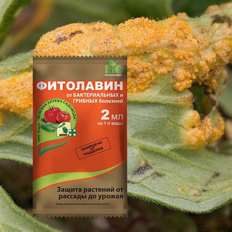 Томат «Сахарная гирлянда»: характеристика и описание сорта, как выращивать