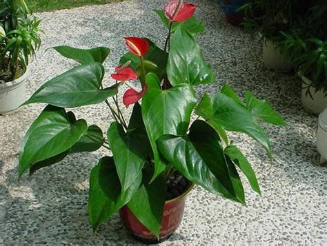 冬季給盆花澆水有「三忌」，掌握好就能安全過冬等春天！ 每日頭條