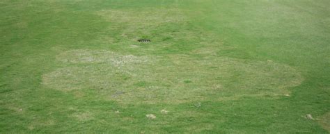 Zoysia Patch Archives Turf Diseases