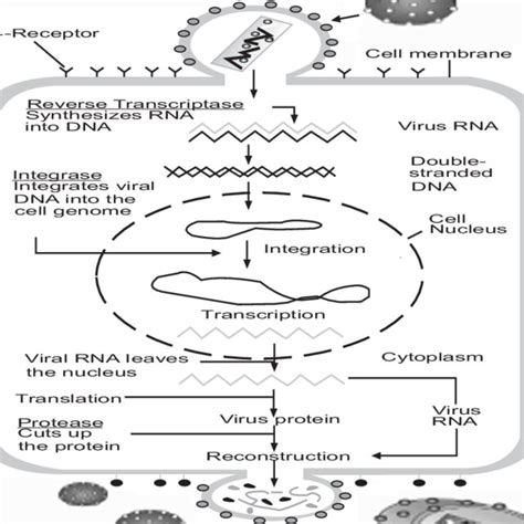 Scheme Of Virus Replication [4] Download Scientific Diagram