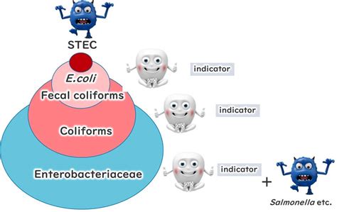Understanding E Coli And Coliform Bacteria Key Differences Roles