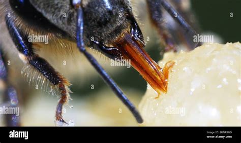 European Honey Bee Apis Mellifera Black Bee Licking Honey Close Up
