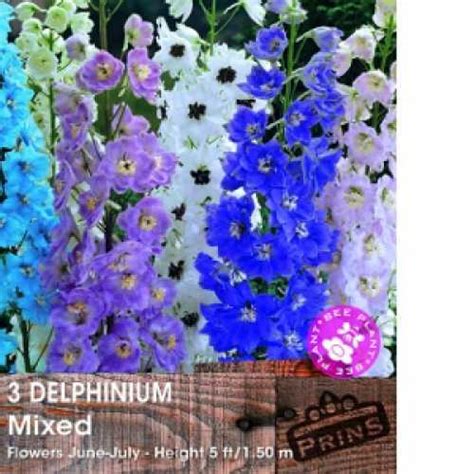 Delphinium Mixed Pre Packed Perennials 3 Per Pack
