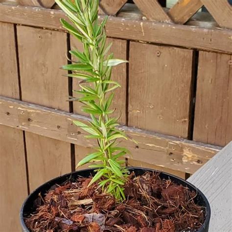 Candy Mint Peppermint Mentha Piperita Candy Etsy