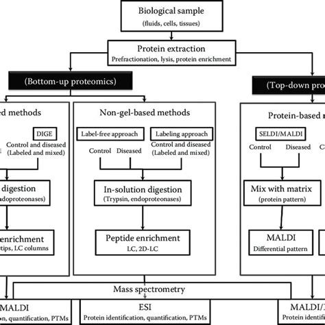 Workflow Diagram Of Various MS Based Proteomic Strategies And