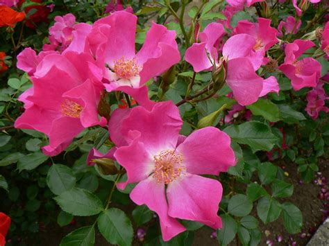 薔薇の写真館 著作権フリー