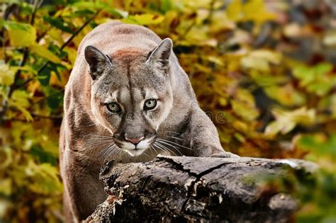 Portrait Of Beautiful Puma In Autumn Forest American Cougar Mountain