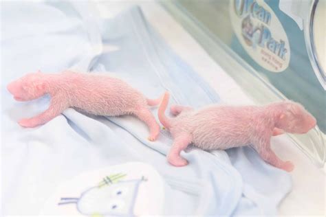 Giant Panda In Hong Kong Gives Birth To Twins