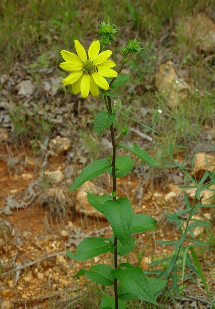 Silphium Asteriscus Page