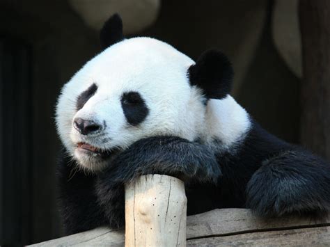 Biodiversità animali in via di estinzione e specie a rischio I numeri