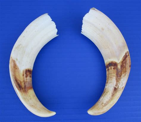 7 Inches Pair Of African Warthog Tusks For Carving