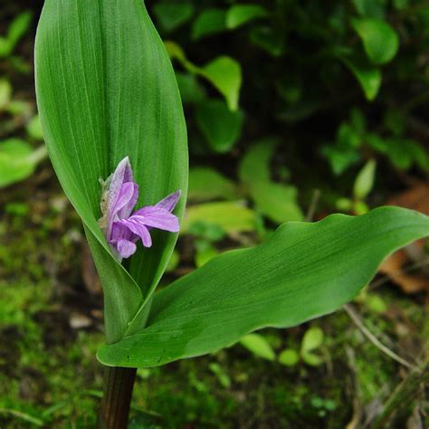 Roscoea Flower Leaf Care Uses Picturethis