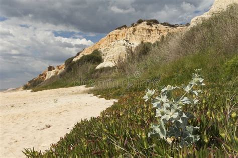 Sea holly stock photo. Image of scenic, gale, endemic - 27977514