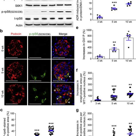 Phosphorylated Ribosomal Protein S6 P Rps6 Was Markedly Increased