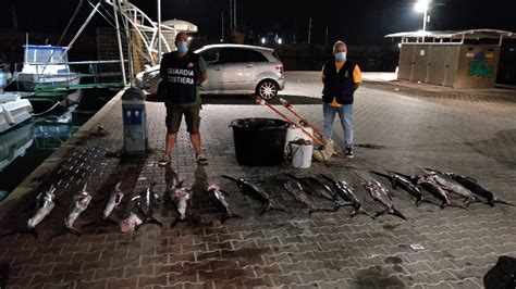 Pesca Di Frodo Di Pescespada A Scoglitti Sanzione E Sequestro Radio