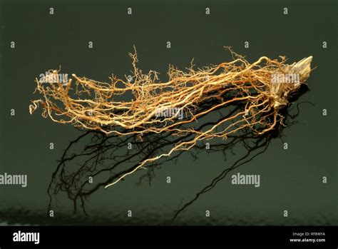 Vetiveria Zizanioides Uses