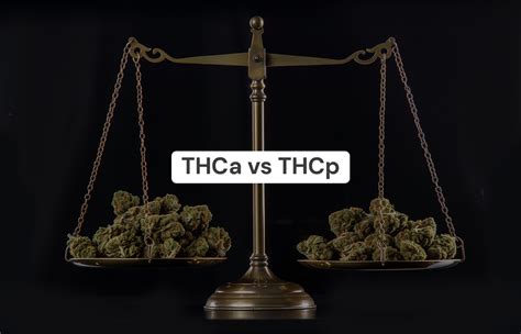 Thca Vs Thcp Whats The Difference The Hemp Collect