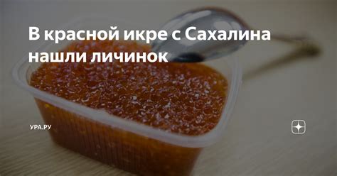 В красной икре с Сахалина нашли личинок | УРА.РУ | Дзен