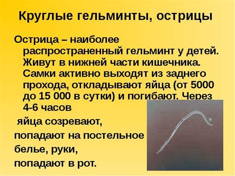 Лечение остриц у взрослых: препараты и таблетки от энтеробиоза