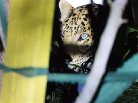 Amid Increase In Attacks On Humans Nine Leopards Are Serving Life