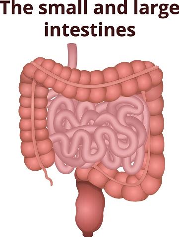 Digestive Tract Image Intestine Stock Illustration Download Image Now