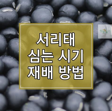 2023년 서리태 심는 시기 및 재배방법 알아보기
